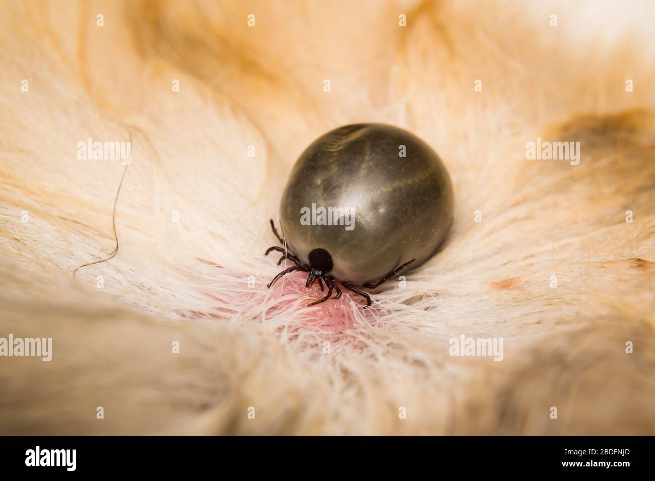 adult tick on the skin surface of a cat, before lay eggs Stock Photo ...