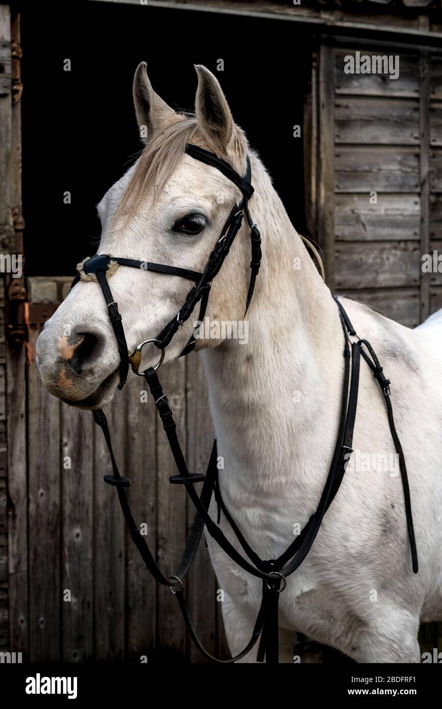 Outside stable hi-res stock photography and images - Alamy