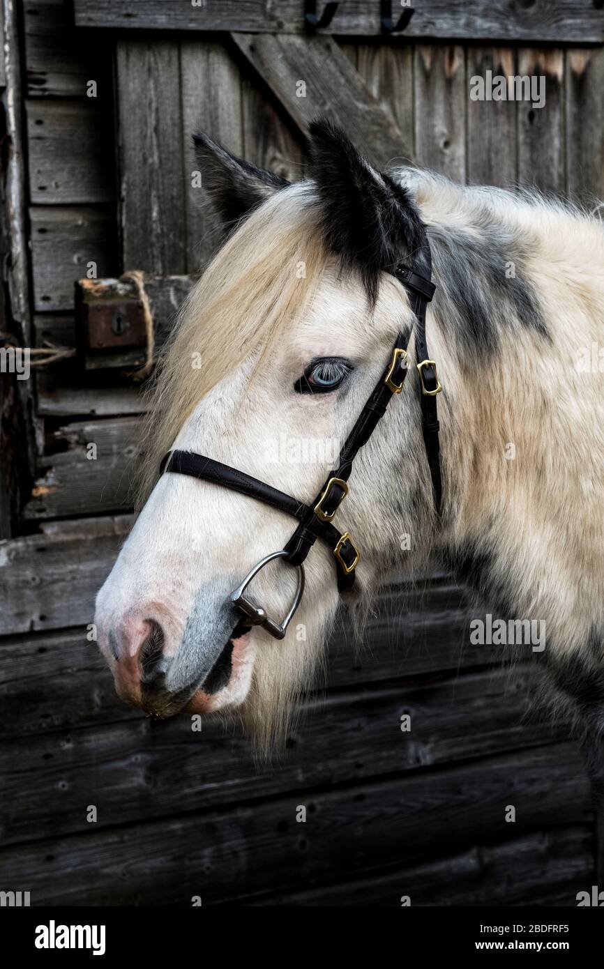 Outside stable hi-res stock photography and images - Alamy