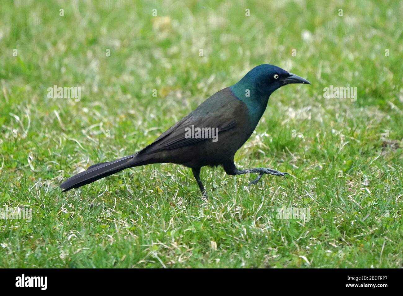 Grackles High Resolution Stock Photography and Images - Alamy