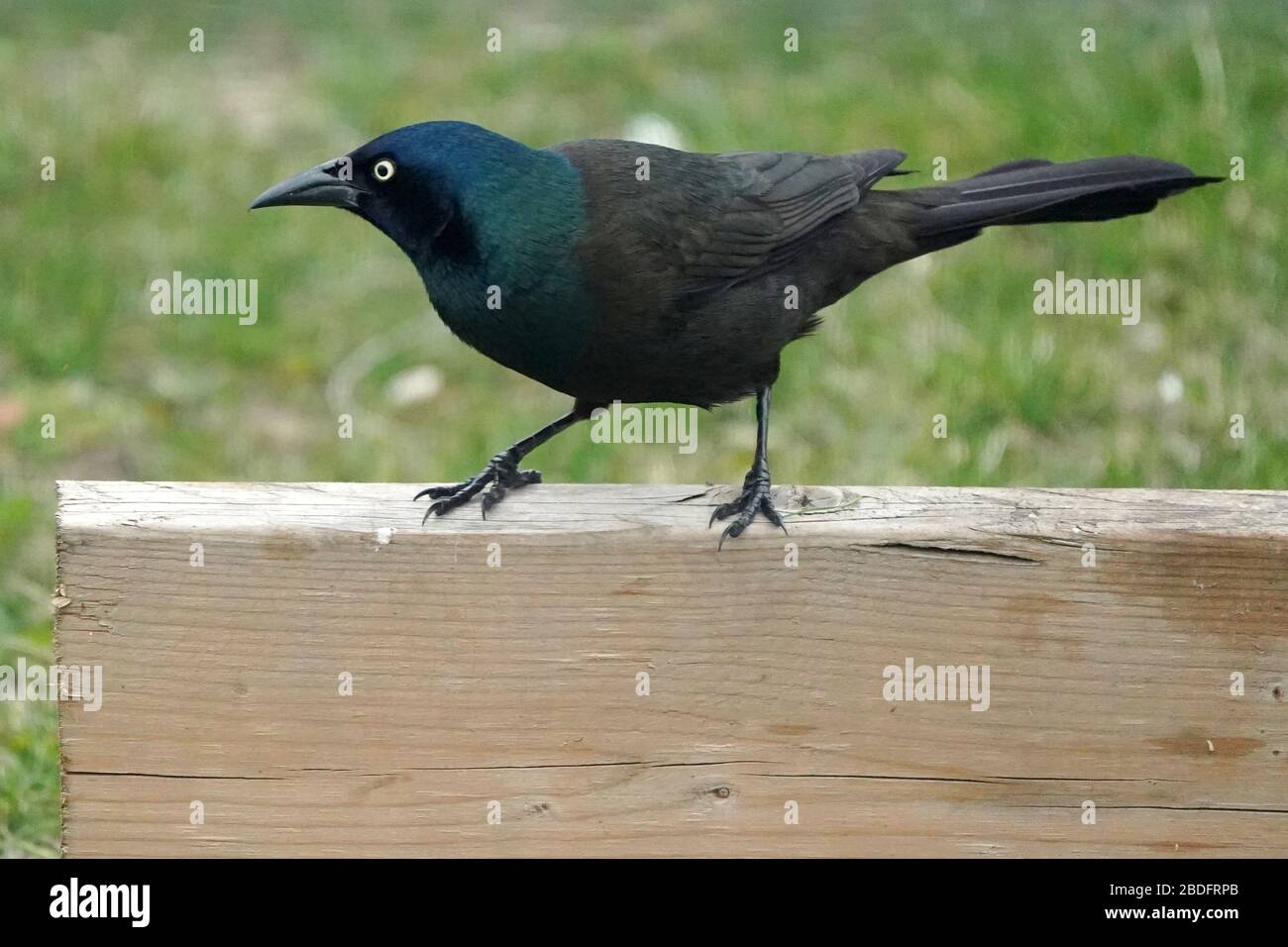 Grackles in spring Stock Photo - Alamy