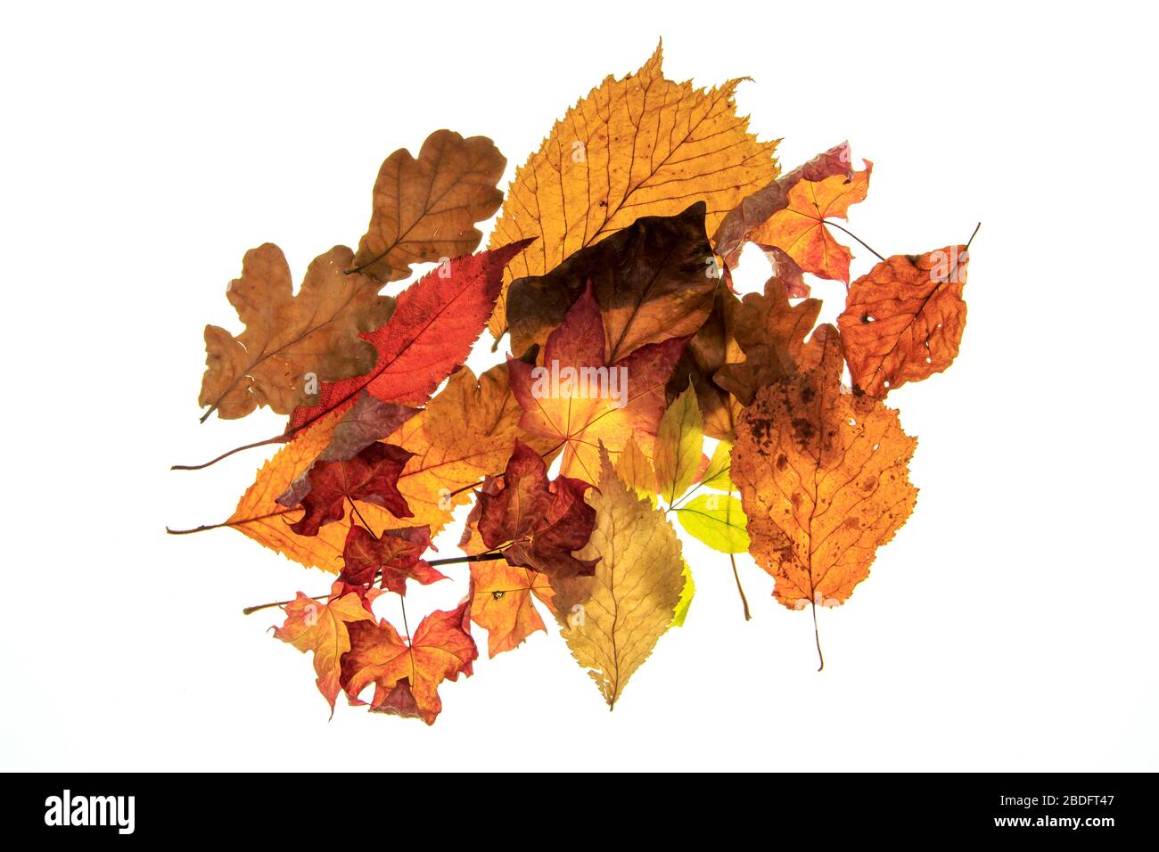 Mix of autumn coloured leaves isolated on white background Stock Photo ...
