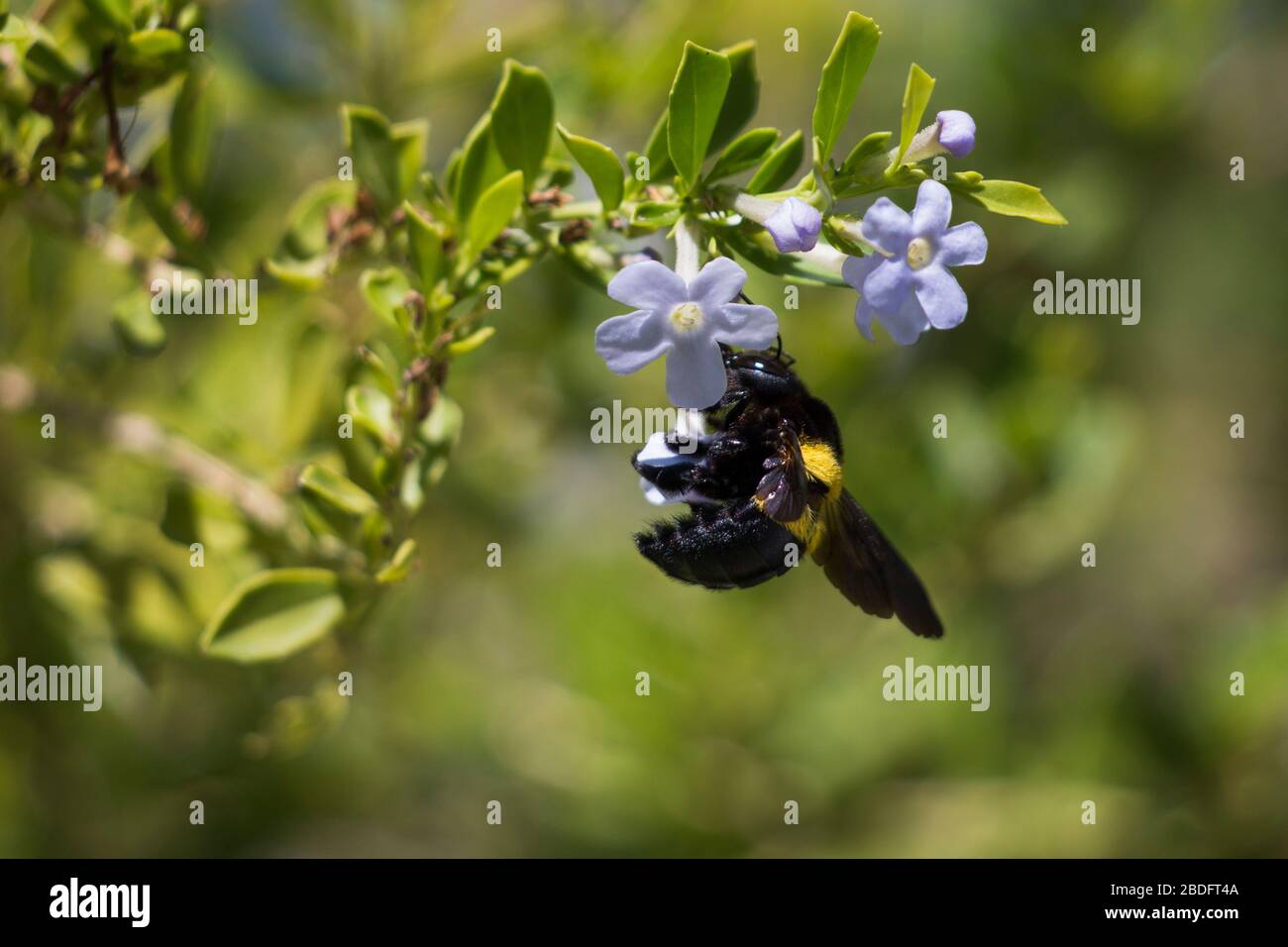 Profile bumble bee hi-res stock photography and images - Alamy