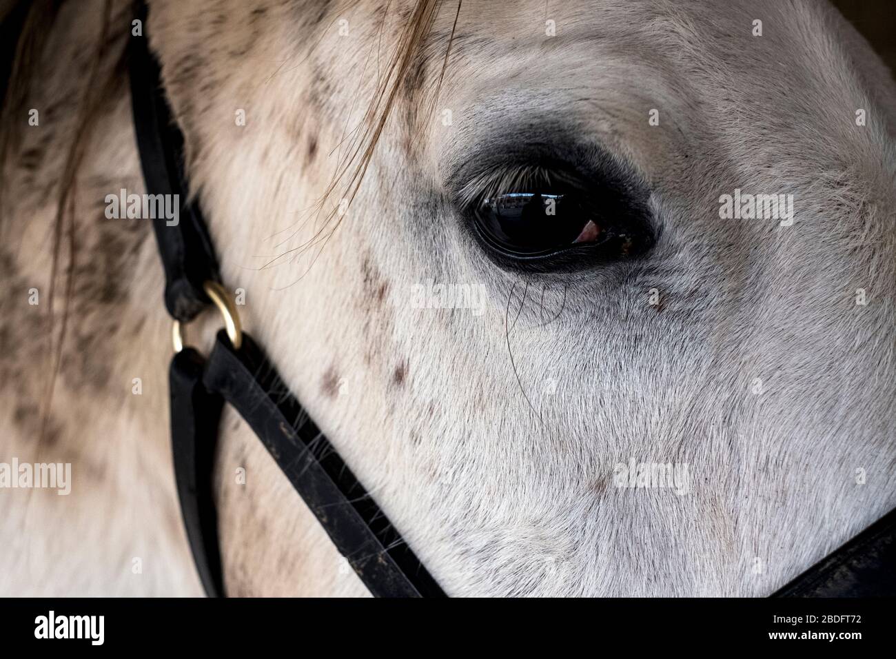 White cob hi-res stock photography and images - Alamy