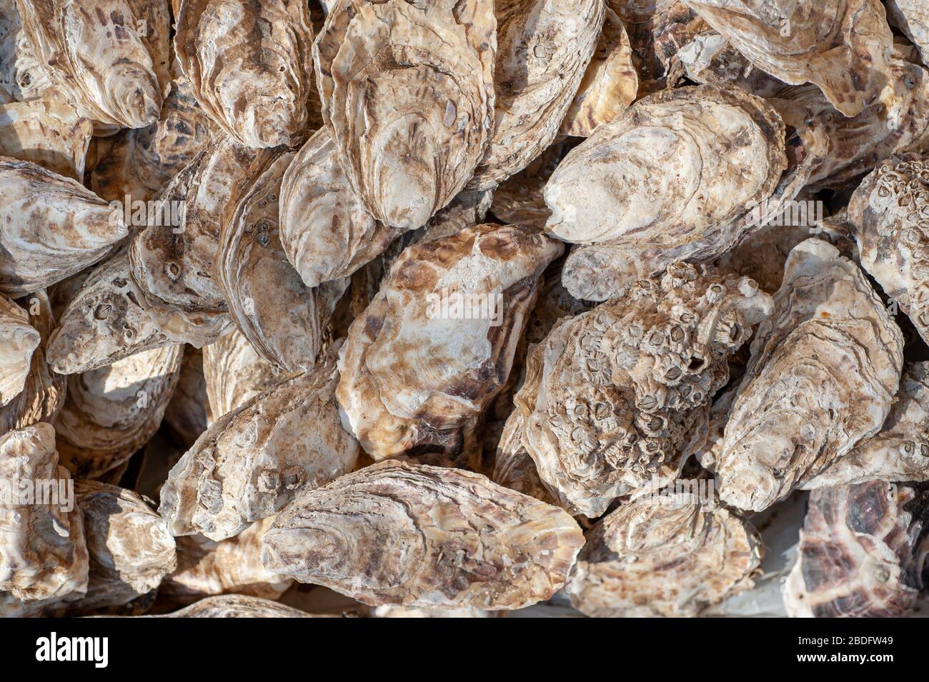 Sea oysters shell background texture. Seafood Stock Photo - Alamy