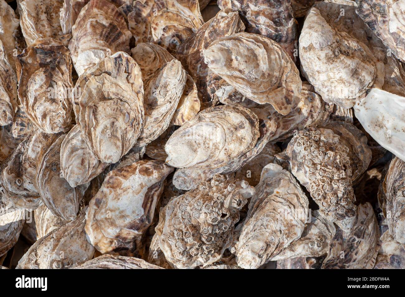 Sea oysters shell background texture. Seafood Stock Photo - Alamy