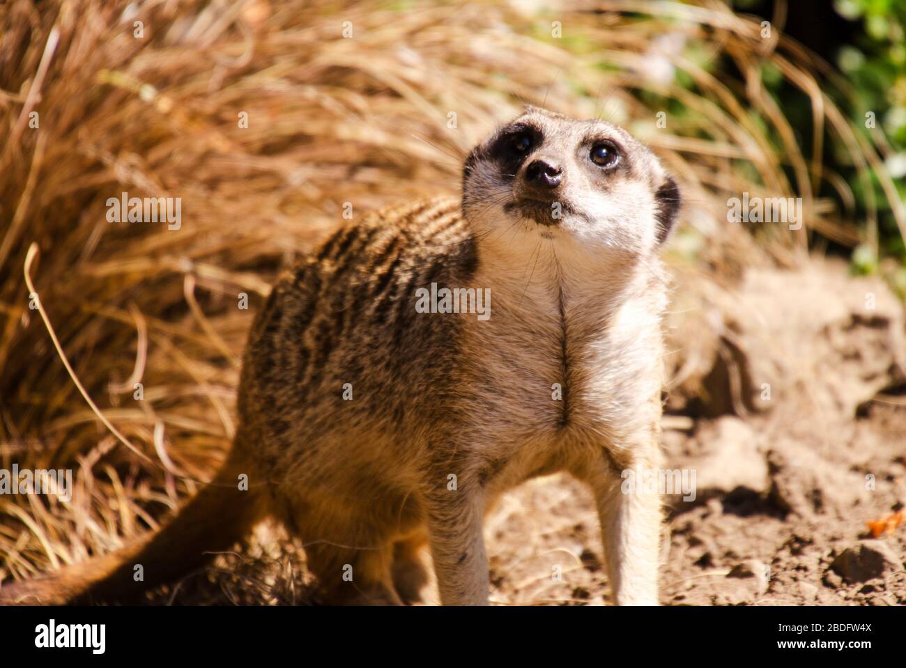 Single Meerkat on Guard Stock Photo - Alamy