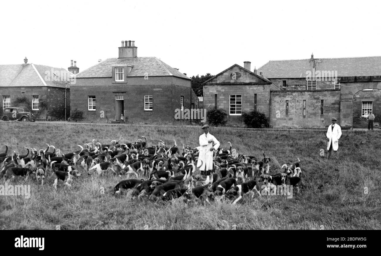 St Boswells, the Buccleuch Hounds c1955 Stock Photo - Alamy