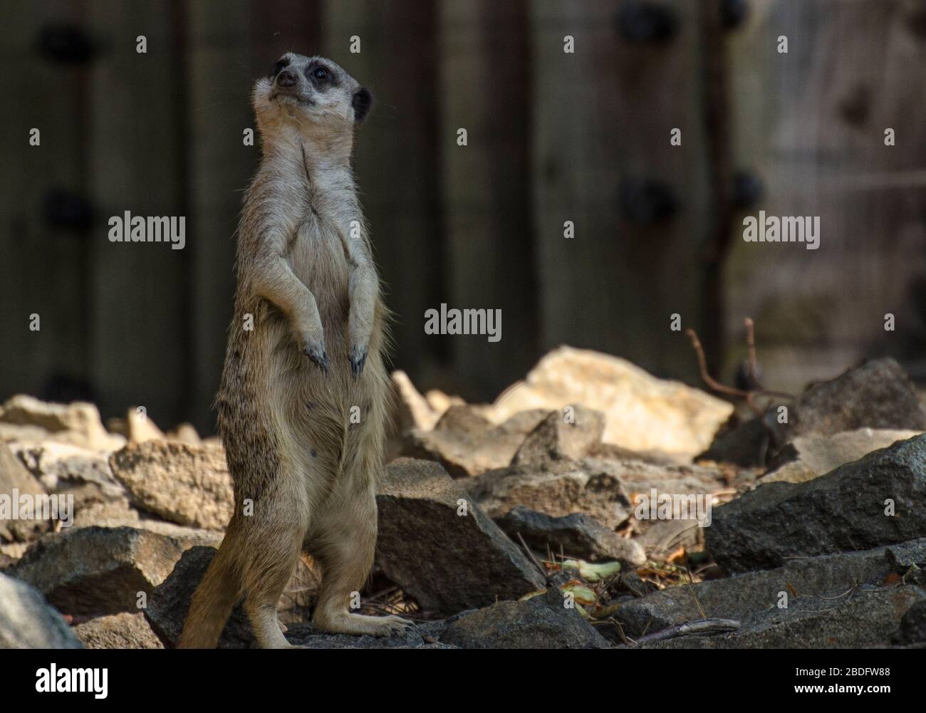 Single Meerkat on Guard Stock Photo - Alamy