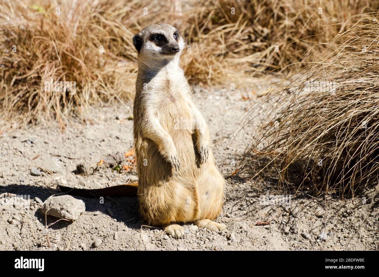 Single Meerkat on Guard Stock Photo - Alamy