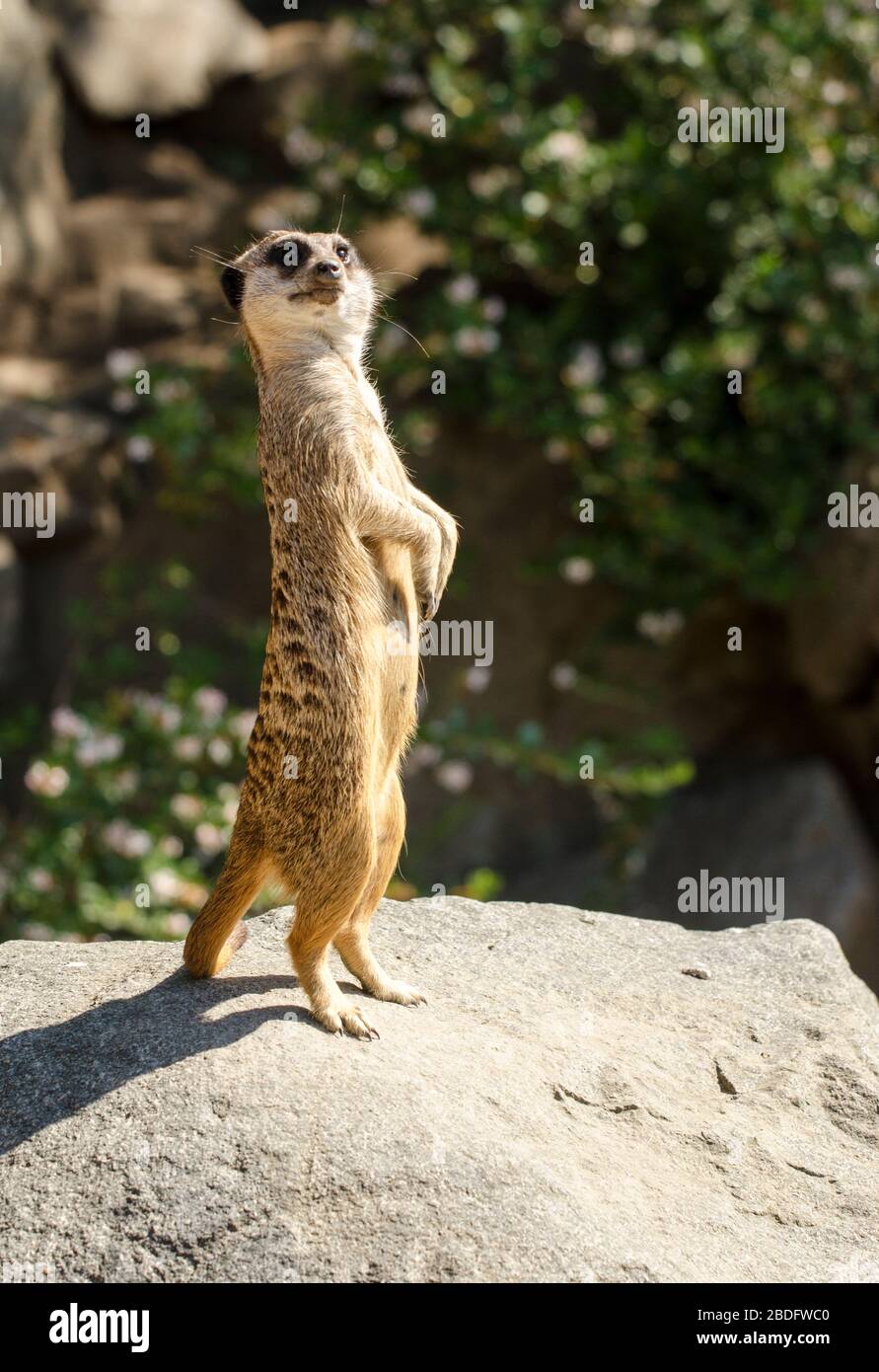 Single Meerkat on Guard Stock Photo - Alamy