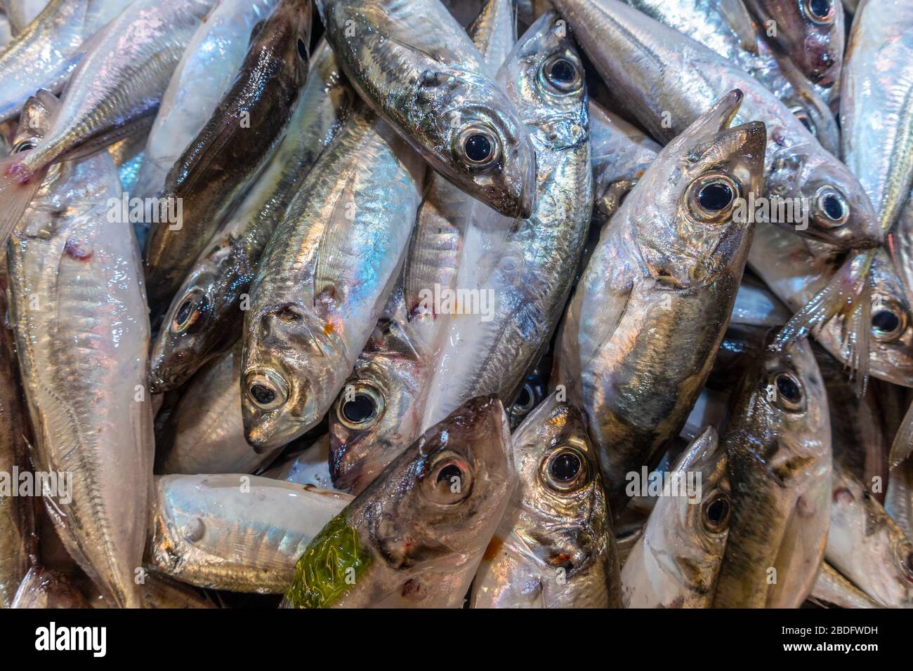 Fresh carapau or horse mackeral in fish market, Algarve, Portugal Stock ...