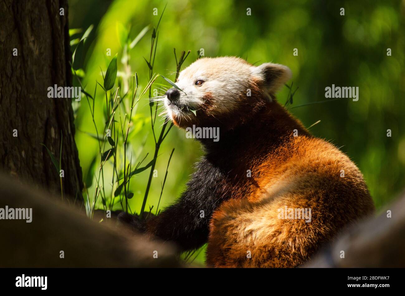 Close Up of a Red Panda Stock Photo - Alamy