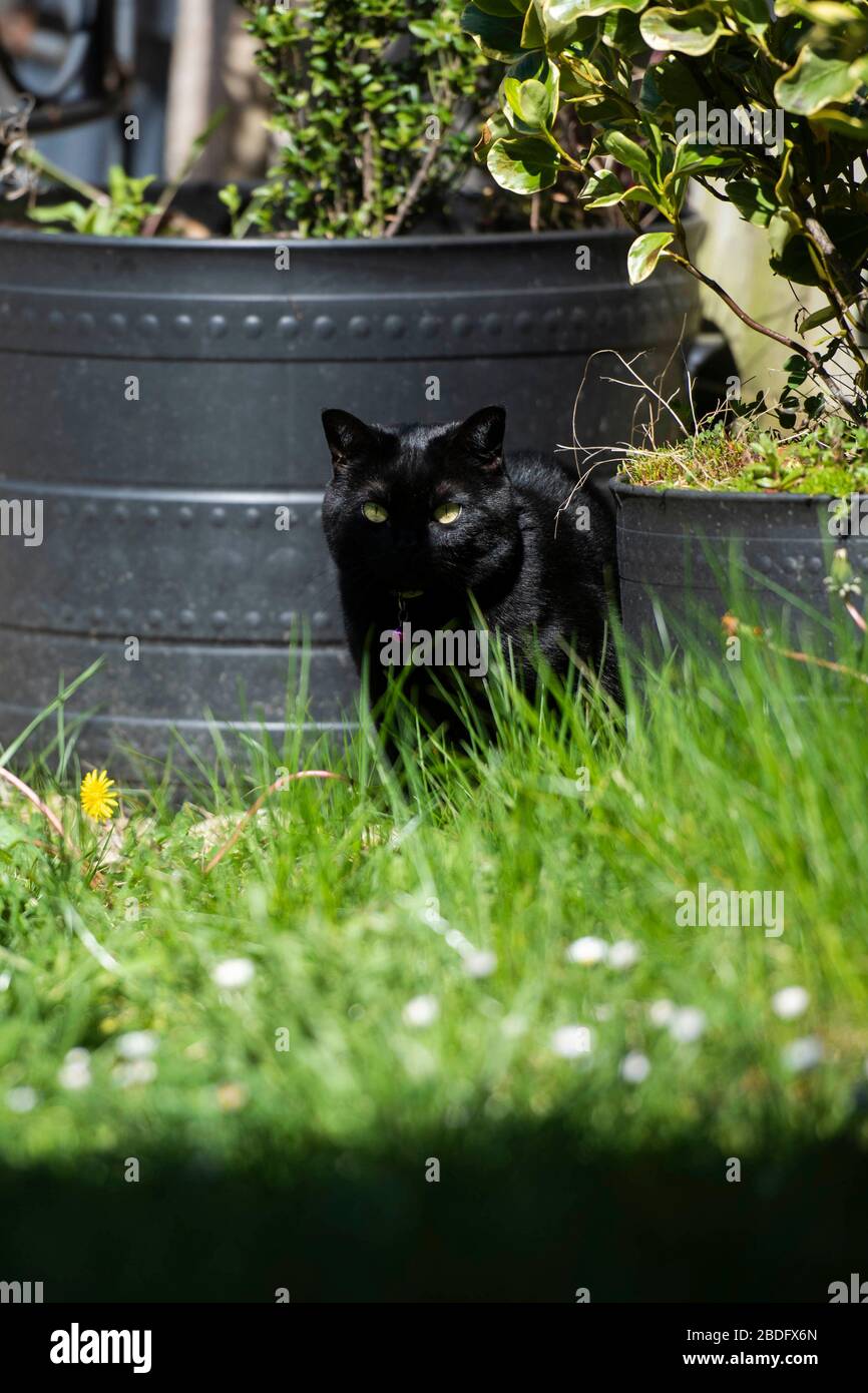 Charlie the cat explores the garden in lockdown Stock Photo - Alamy