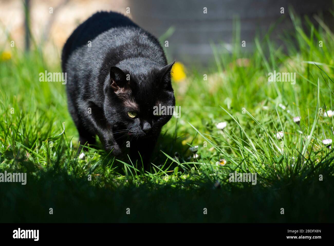 Charlie the cat explores the garden in lockdown Stock Photo - Alamy