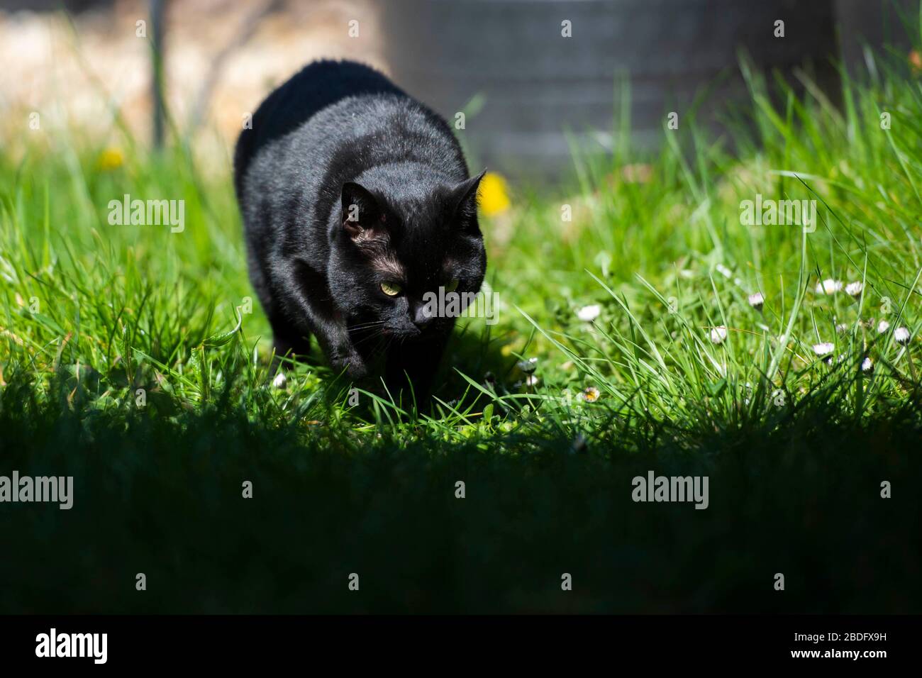 Charlie the cat explores the garden in lockdown Stock Photo - Alamy