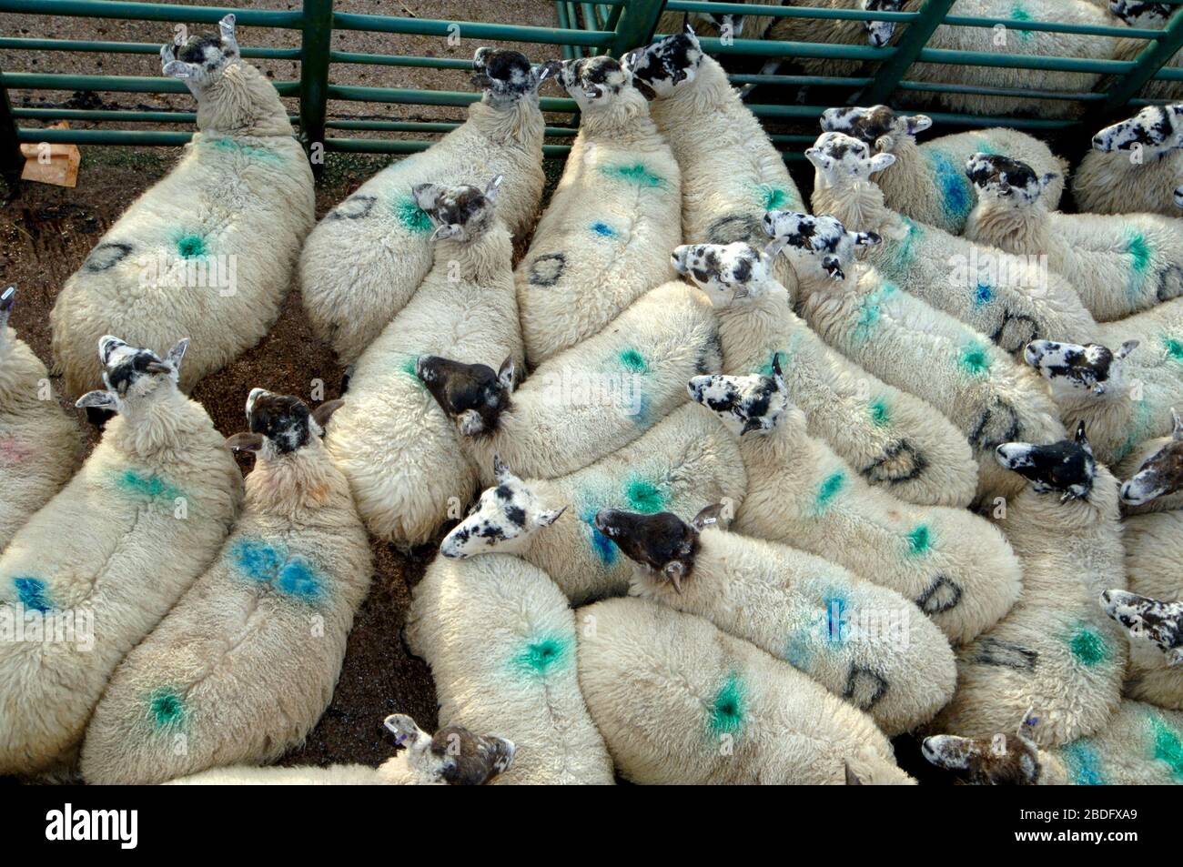 Loading sheep onto a livestock wagon at Kirkby Stephen, Cumbria ...