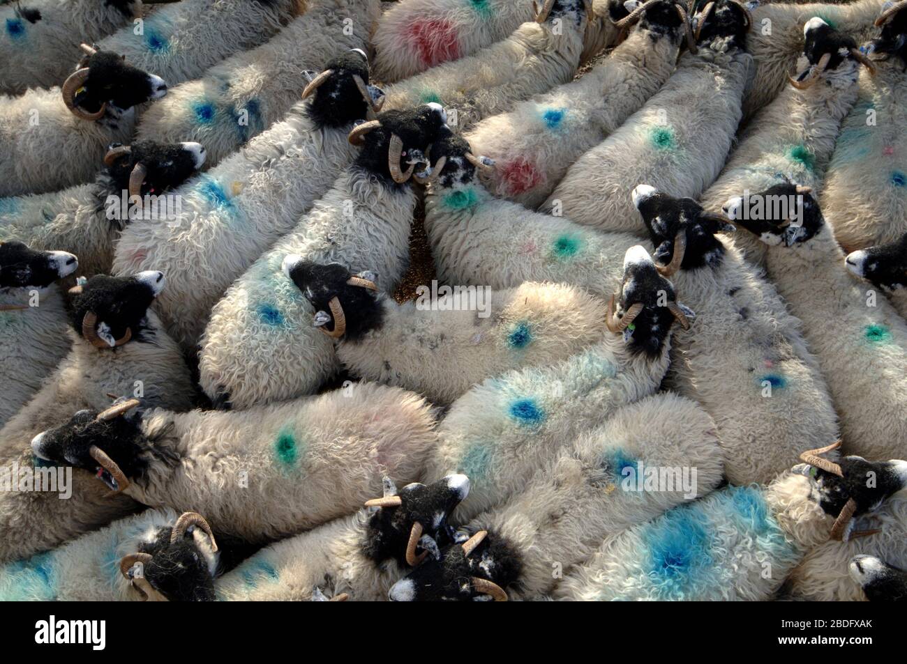 Loading Sheep High Resolution Stock Photography and Images - Alamy