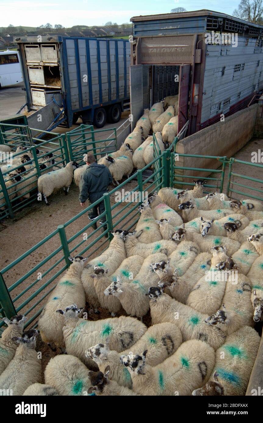 Loading Sheep High Resolution Stock Photography and Images - Alamy