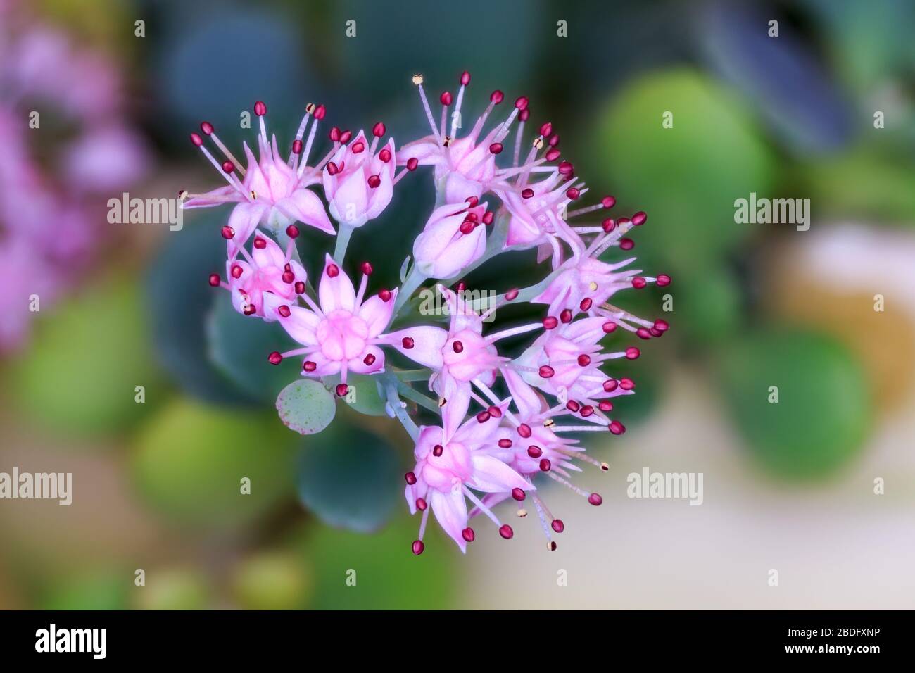 Macro photo of the Pink flowers of a elephant succulent plant Stock ...