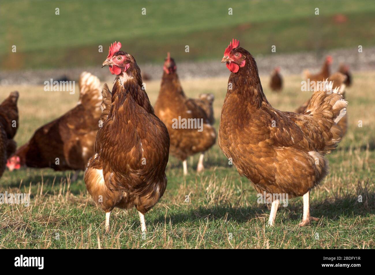 Poultry unit countryside hi-res stock photography and images - Alamy