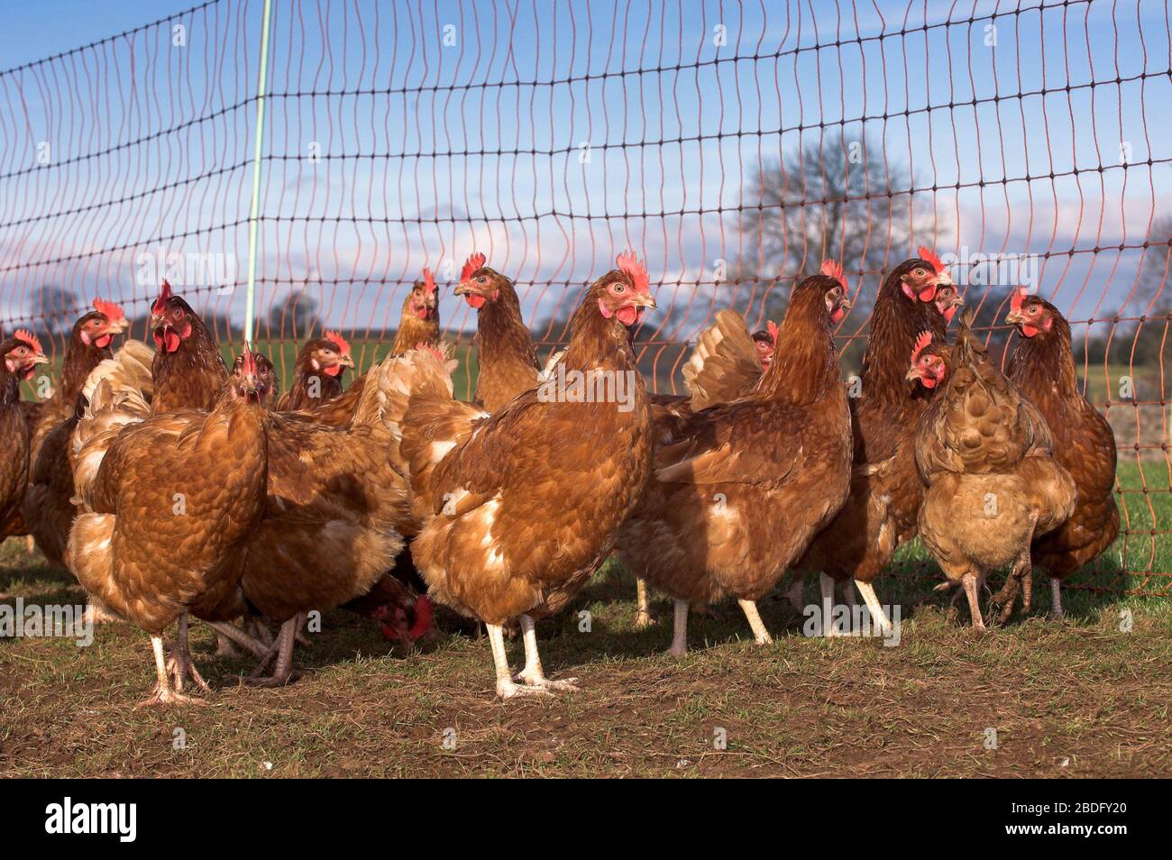 Poultry unit countryside hi-res stock photography and images - Alamy
