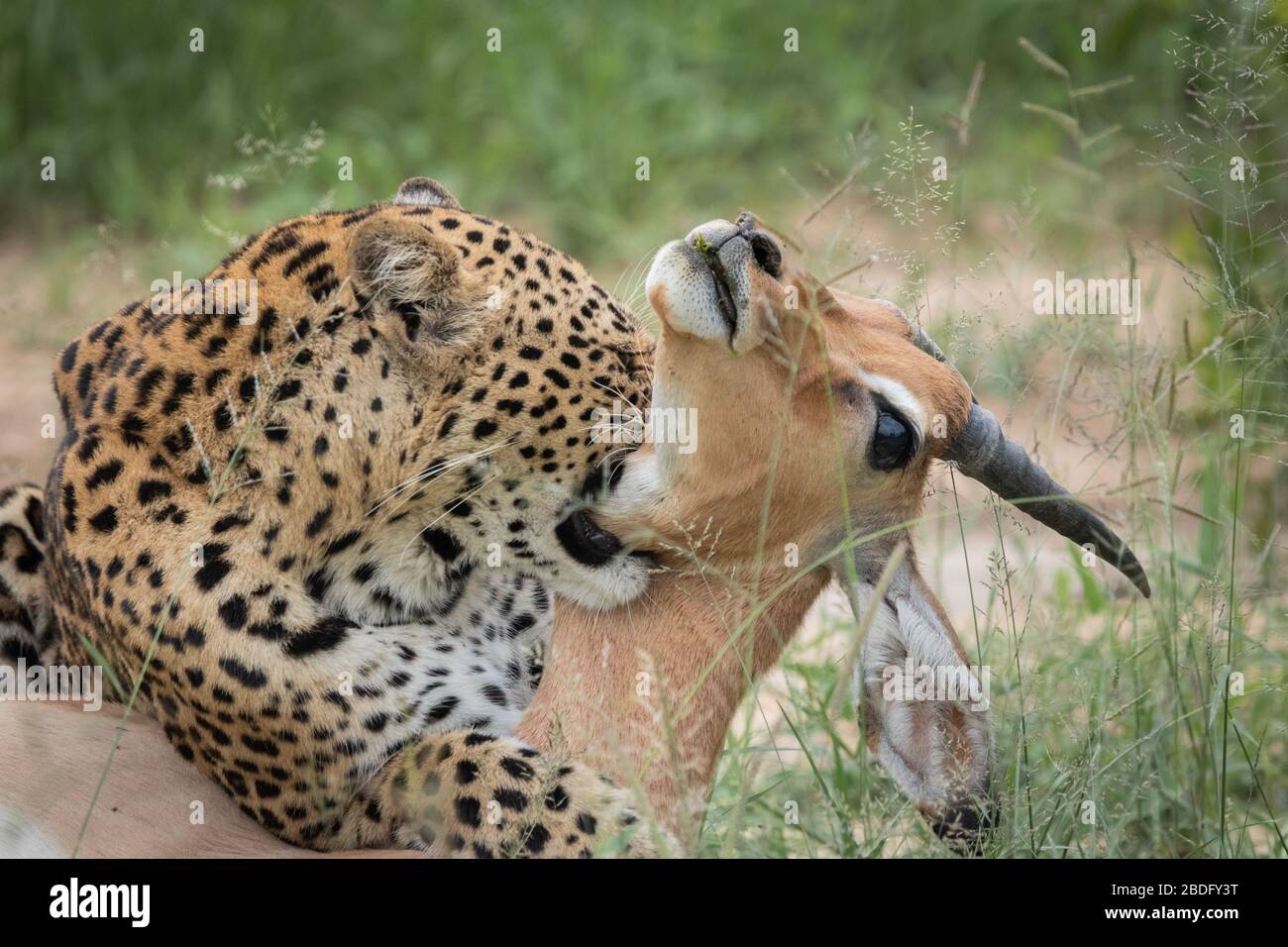 A leopard, Panthera pardus, bites an impala around the neck, Aepyceros ...