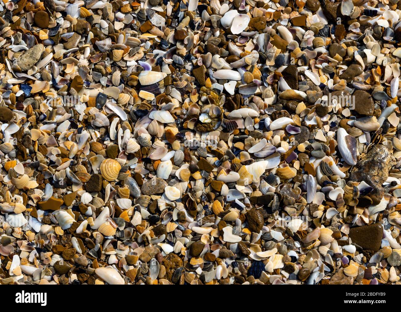Natural shells and stones background Stock Photo - Alamy