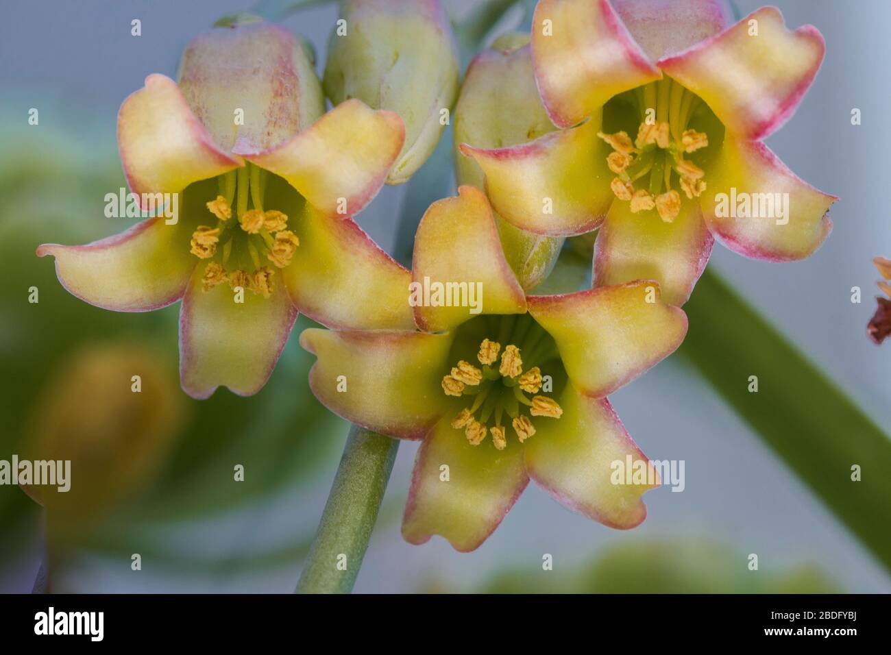 Vibrant succulent plant hi-res stock photography and images - Alamy