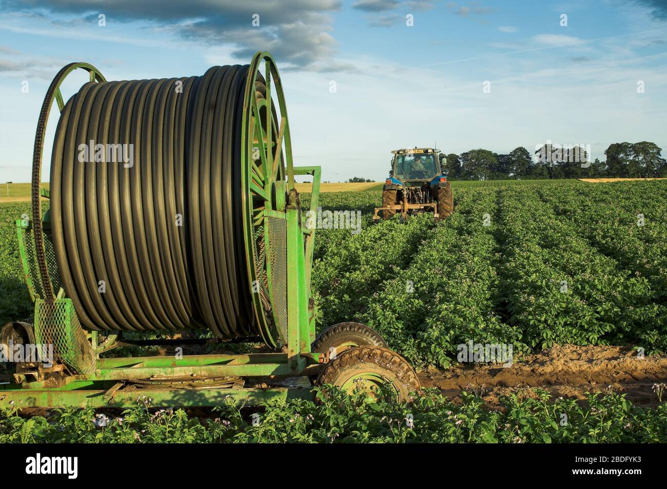 Farmer setting up an irrigation system in a field of potatoes. North ...