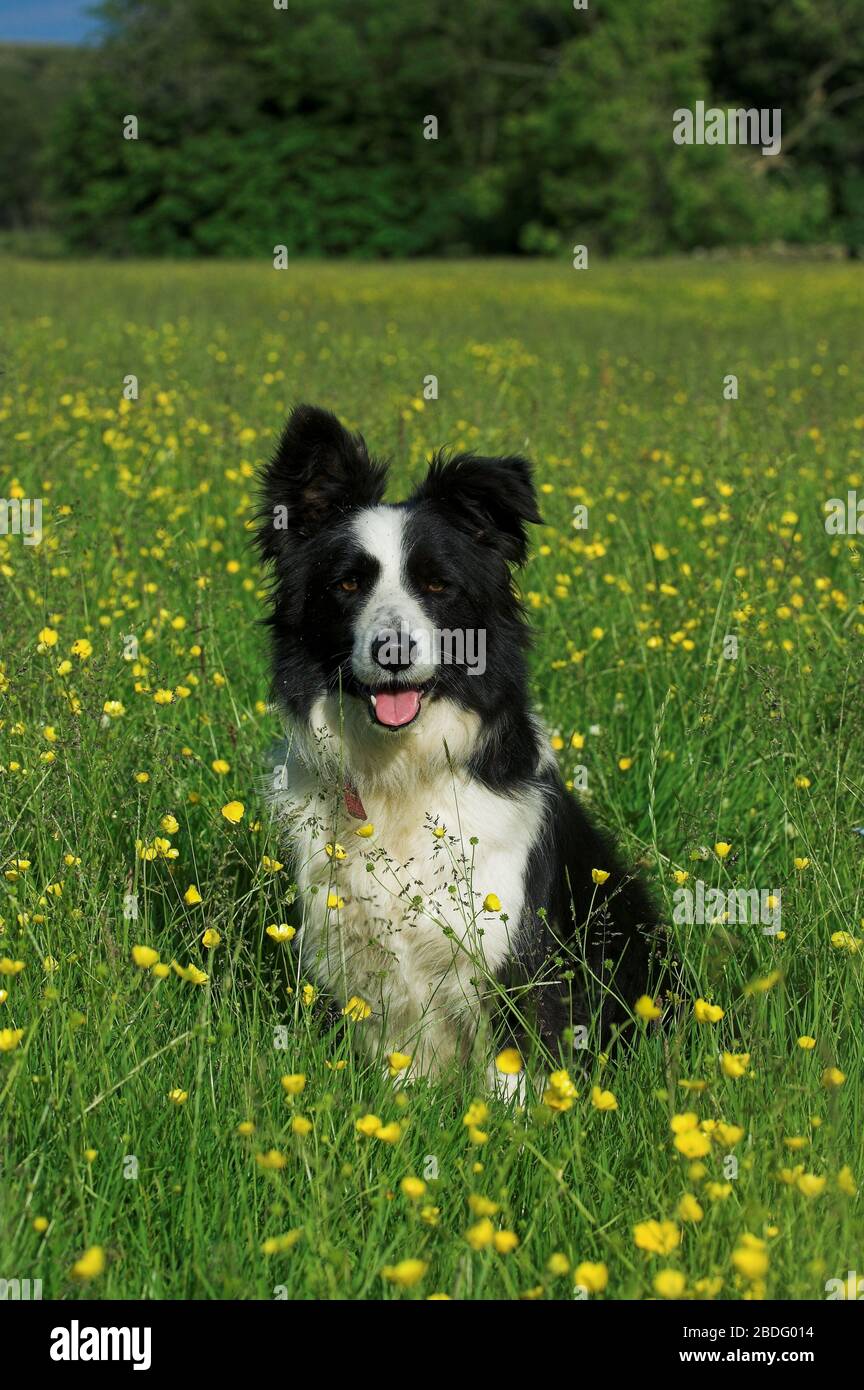 Border Collie sheepdog sat in a traditional wildflower meadow, Cumbria ...