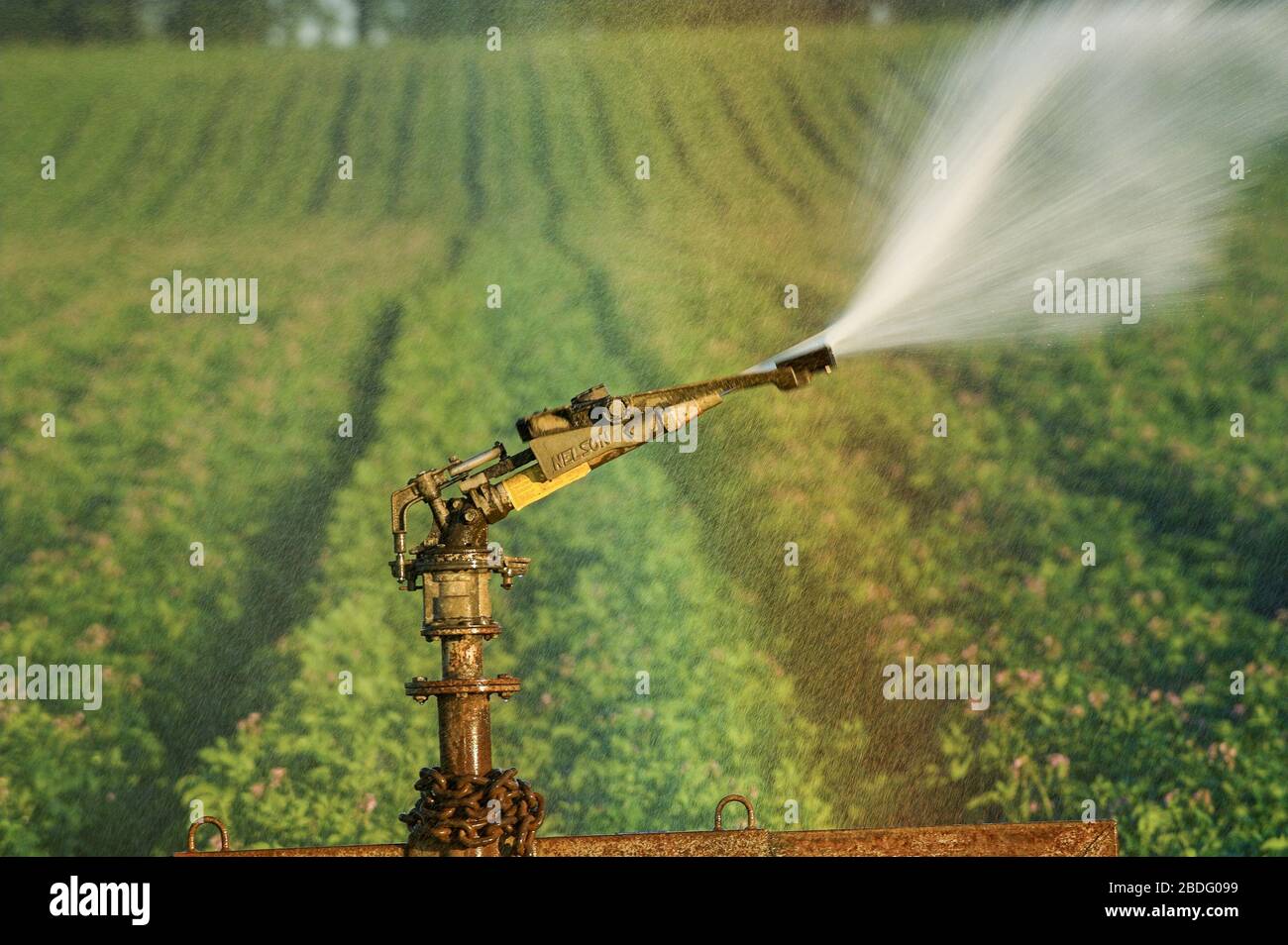 Potato crop being irrigated by a powerful spray system. North Yorkshire ...