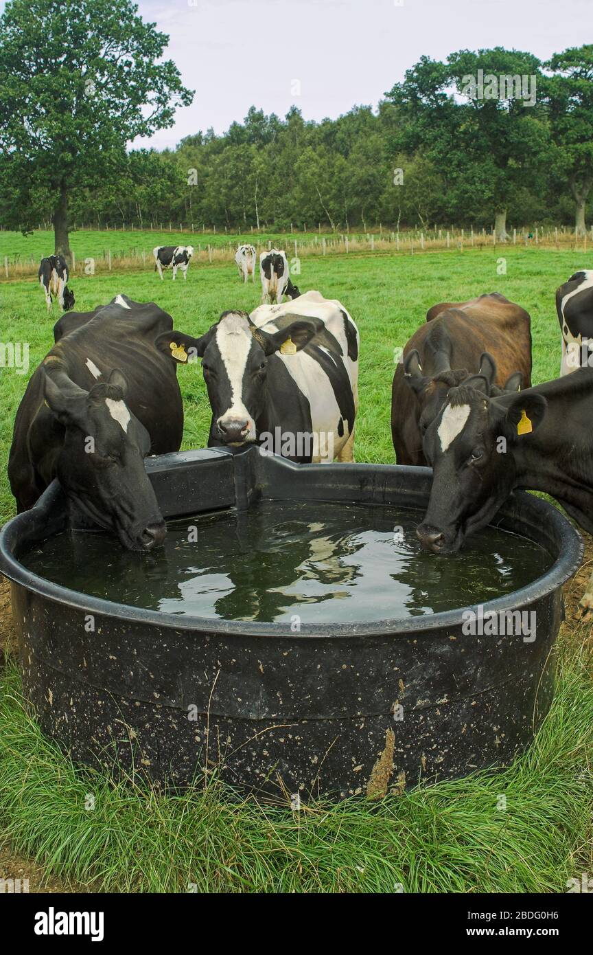 Cows drinking water trough hi-res stock photography and images - Alamy