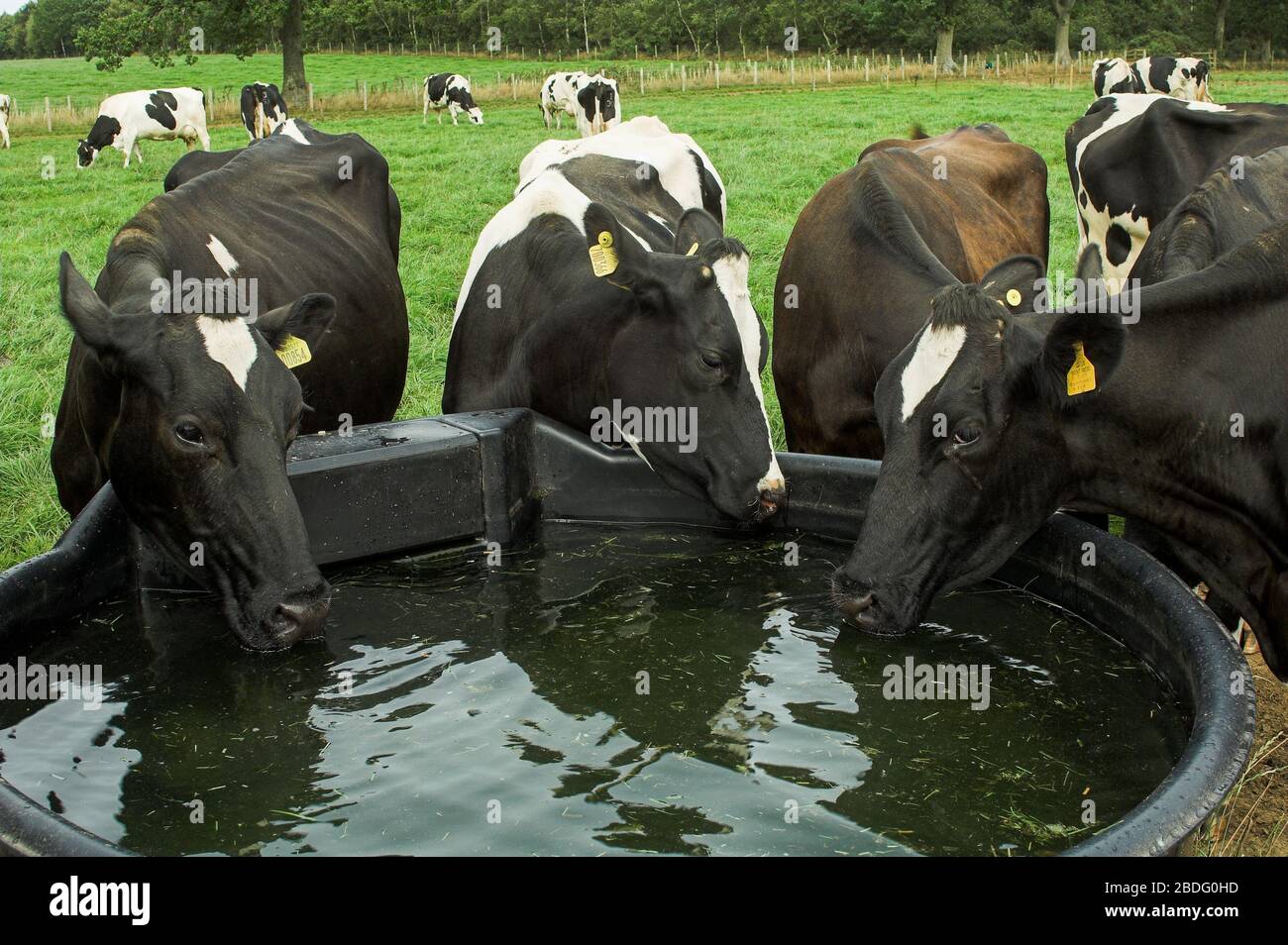 Dairy cattle drink clean fresh water from a water trough. Cumbria, UK ...