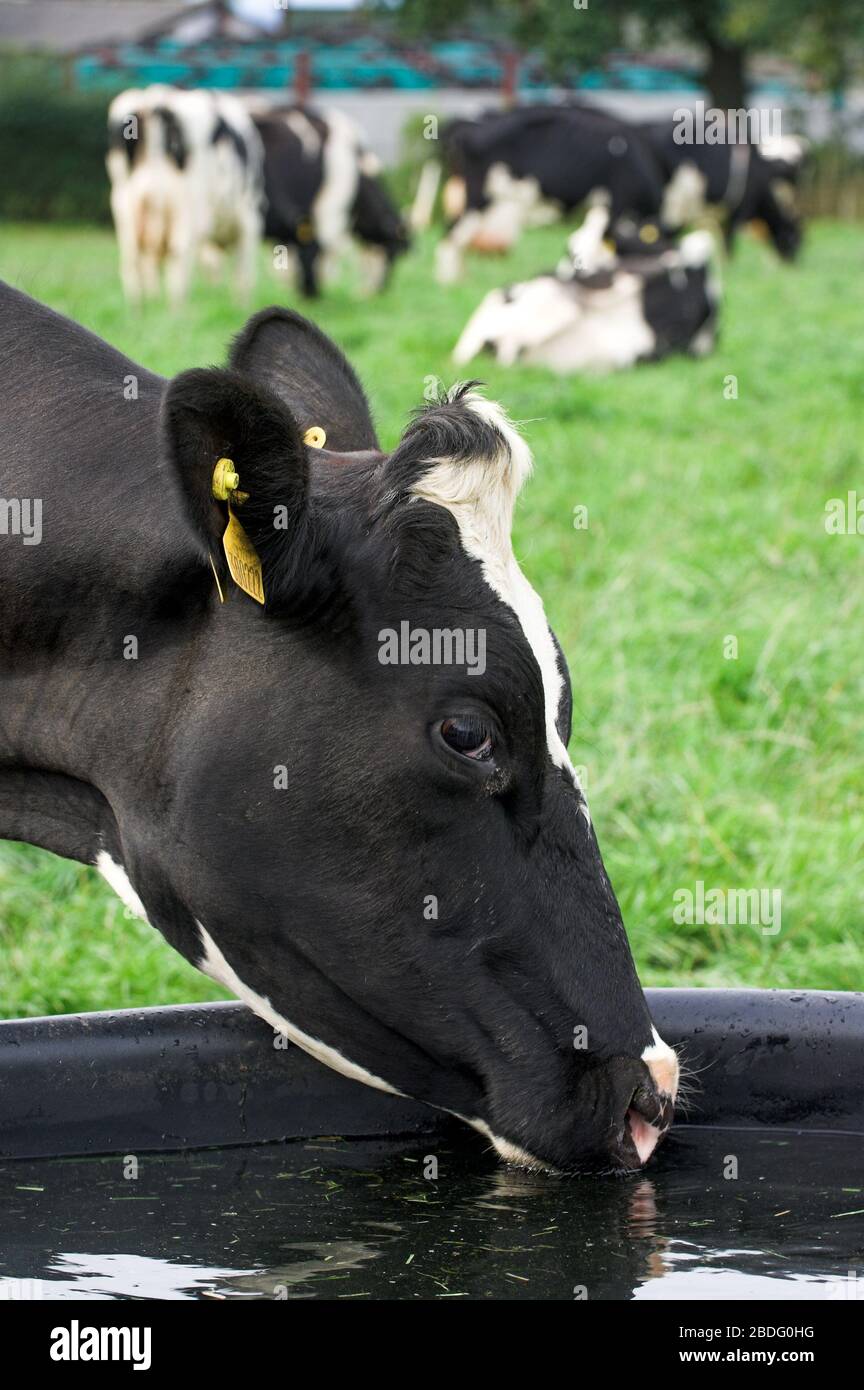 Dairy cattle drink clean fresh water from a water trough. Cumbria, UK ...