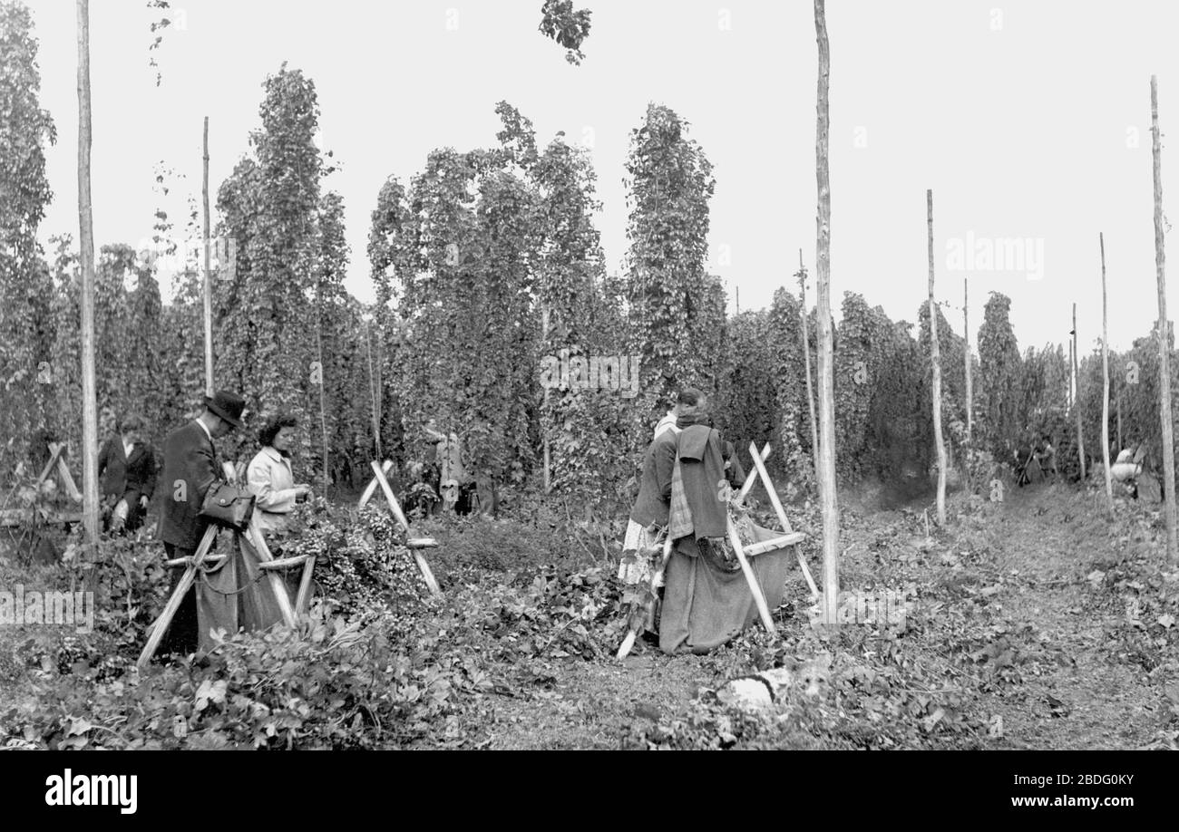 Paddock Wood, Hop Picking c1950 Stock Photo - Alamy