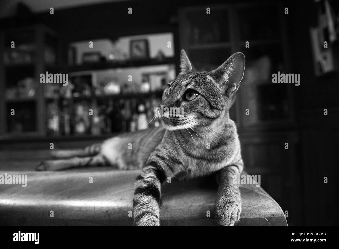 Beautiful drape Black and White Stock Photos & Images - Alamy