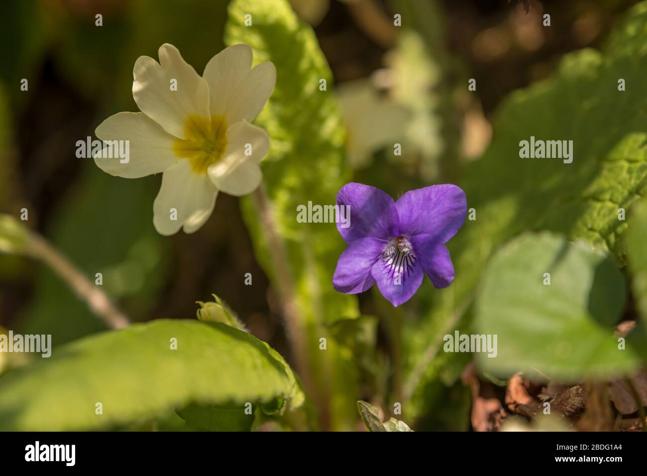 Viola vulgaris hi-res stock photography and images - Alamy