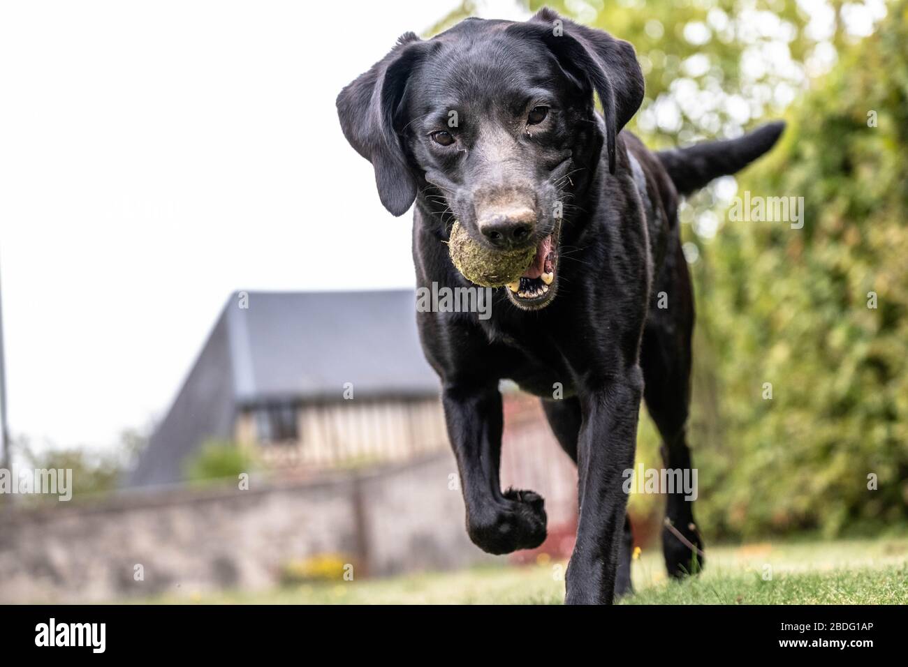 Piencourt, Normandy, France. A black labrador dog runs with a tennis ...