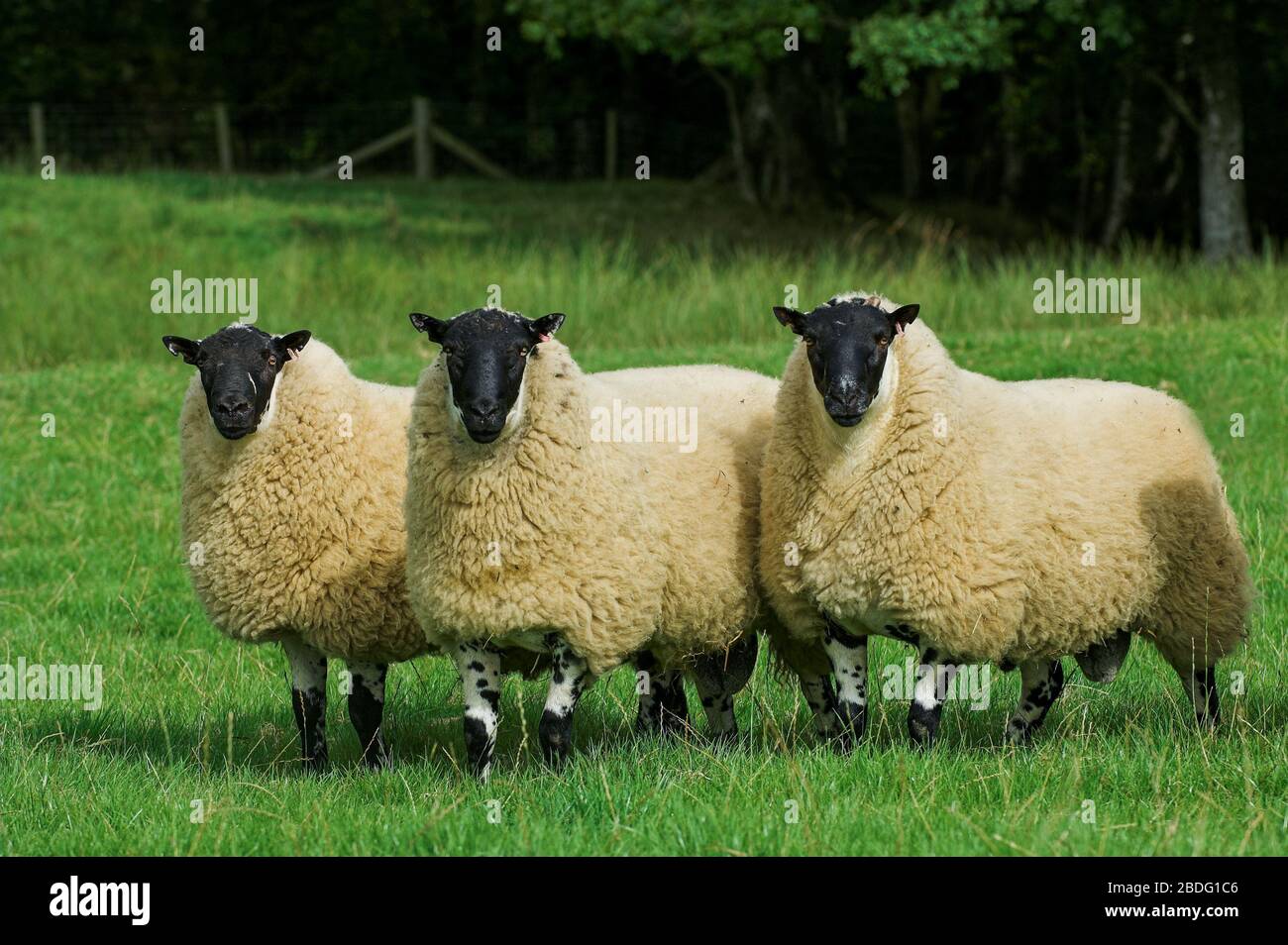 Speckle faced sheep hi-res stock photography and images - Alamy