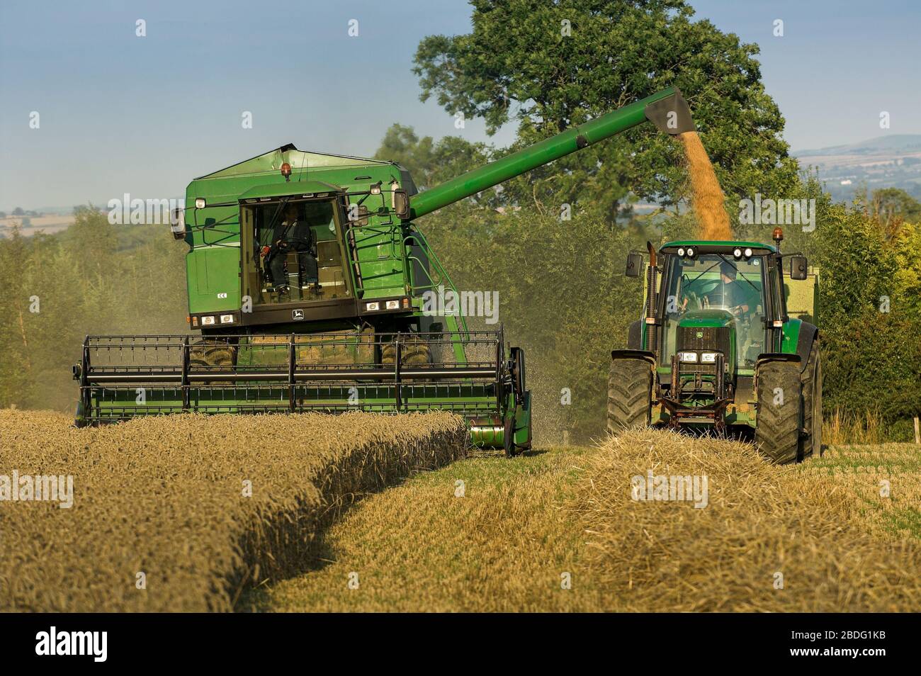 Combining wheat crop on a summers evening in the Scottish Borders, UK ...
