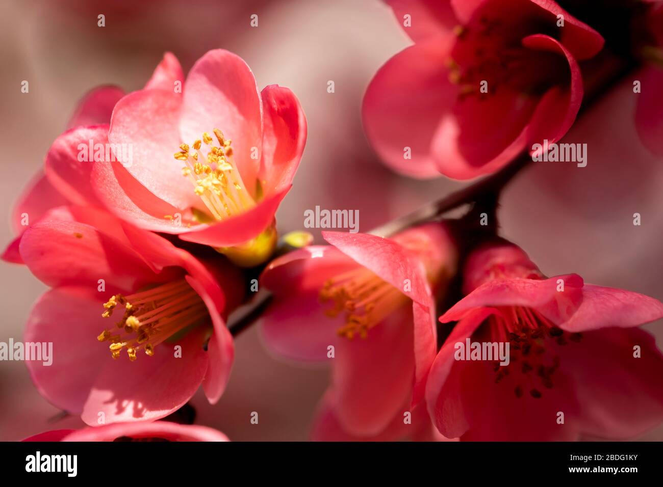 Flowering Quince bush in bloom in springtime garden Stock Photo - Alamy