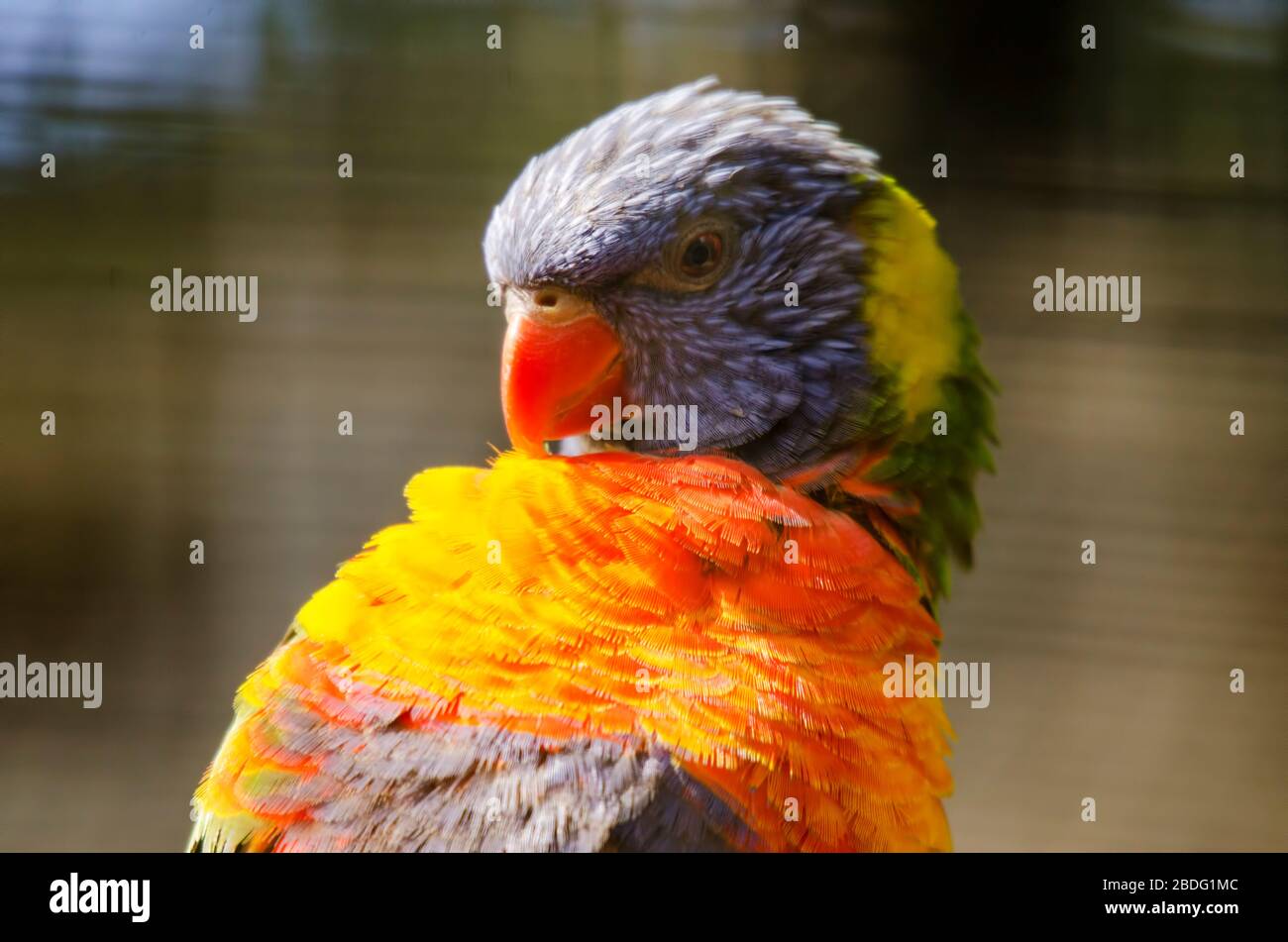 Close up of Rainbow Lorikeet Bird Stock Photo - Alamy