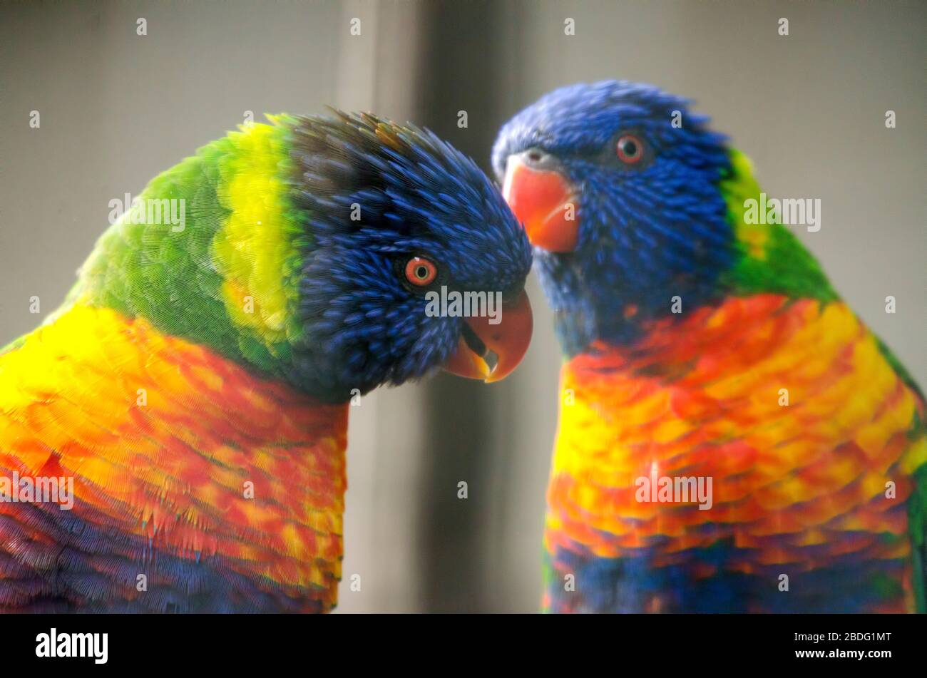 Rainbow lorikeet isolated hi-res stock photography and images - Alamy