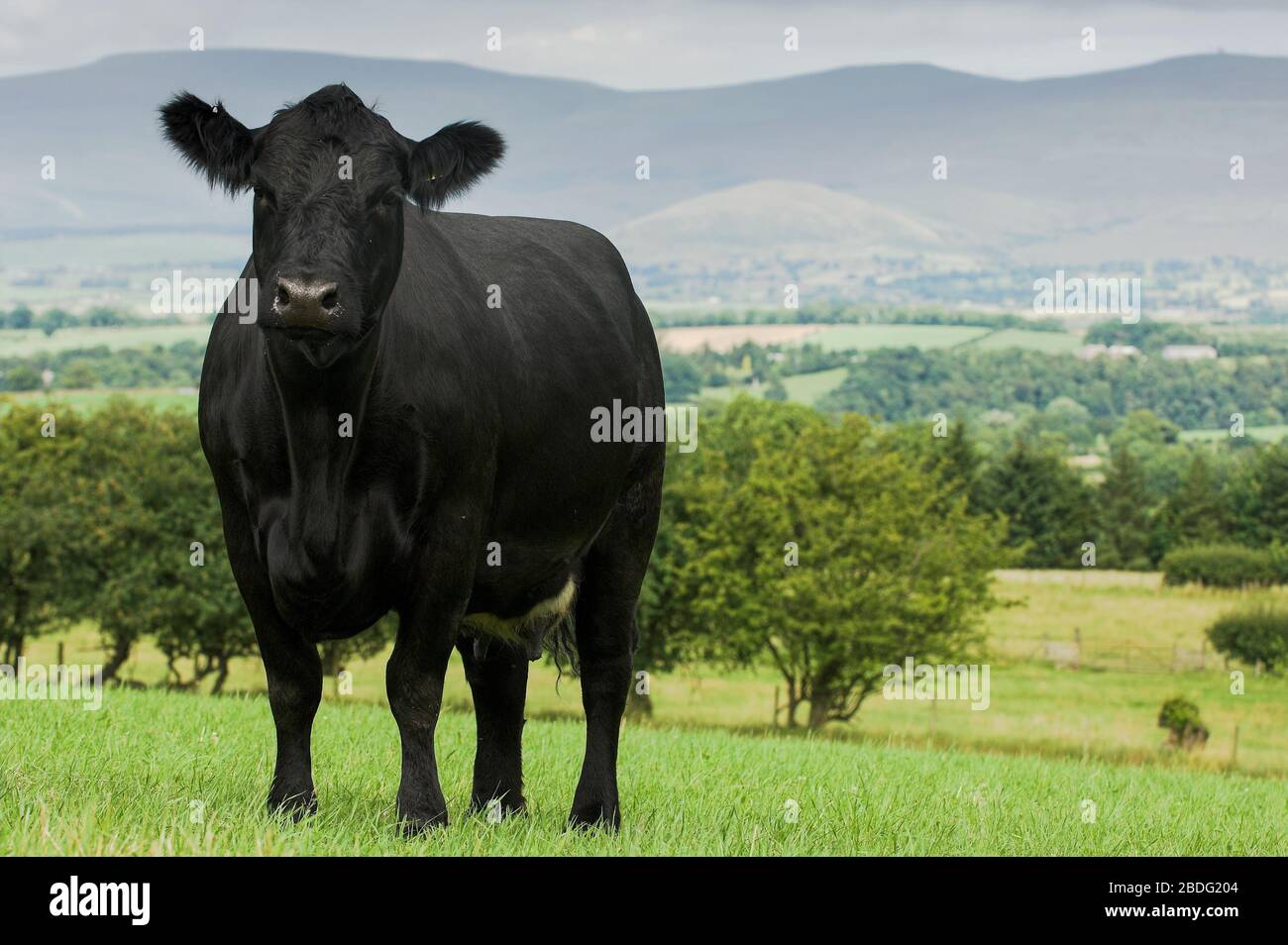 Native aberdeen angus uk hi-res stock photography and images - Alamy