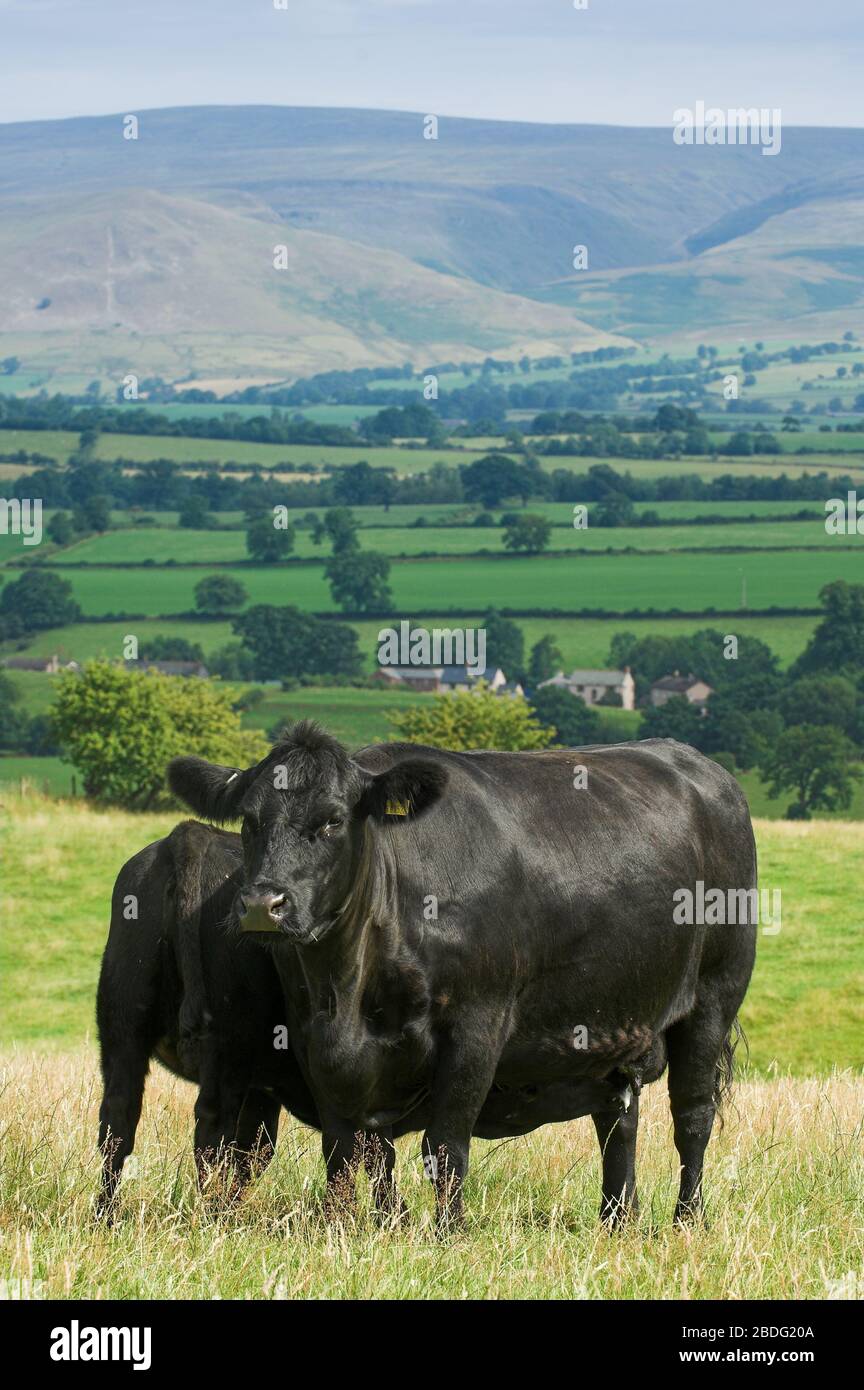 Native aberdeen angus uk hi-res stock photography and images - Alamy