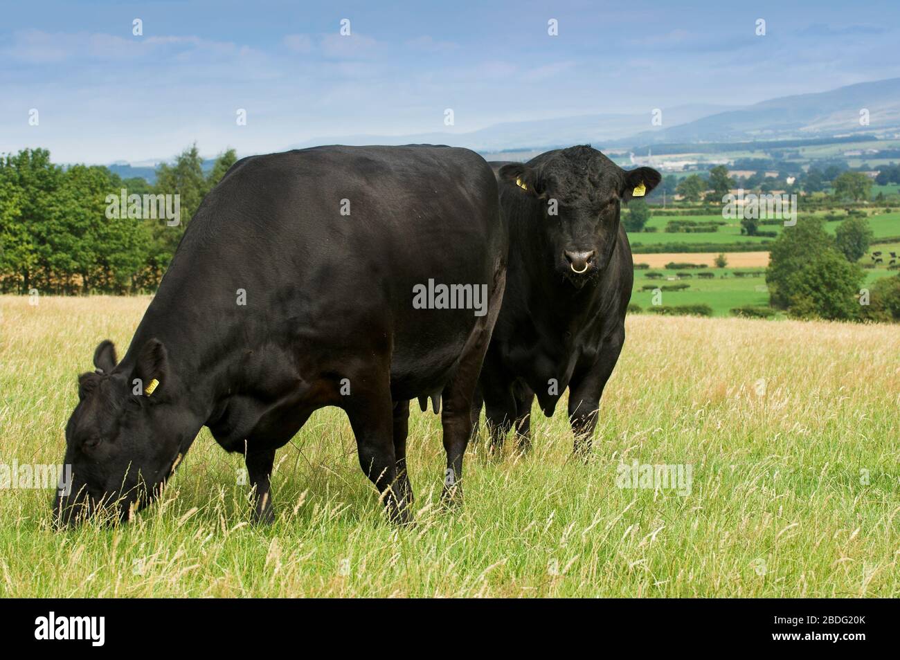 Native aberdeen angus uk hi-res stock photography and images - Alamy