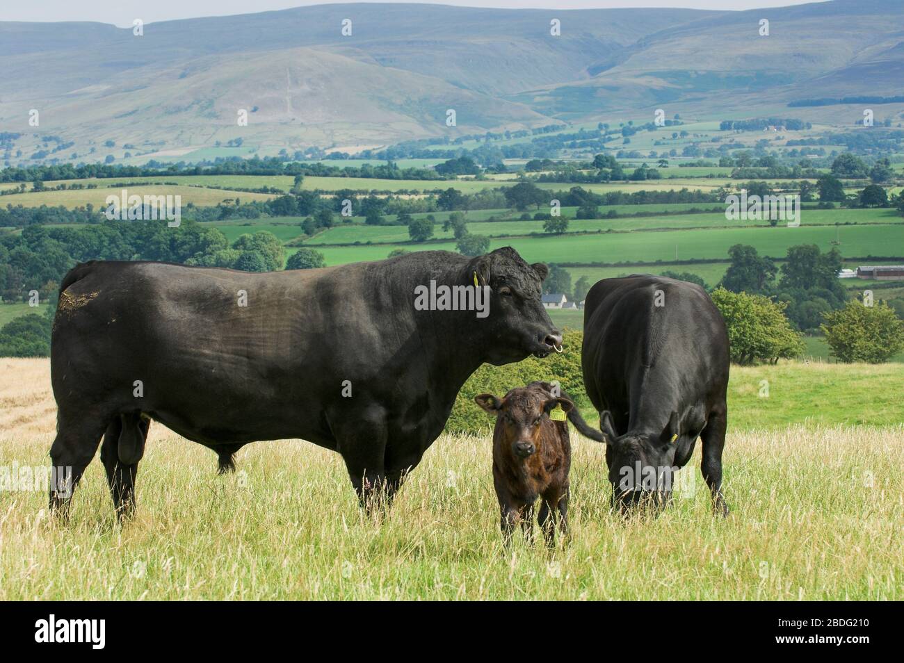 Native aberdeen angus uk hi-res stock photography and images - Alamy