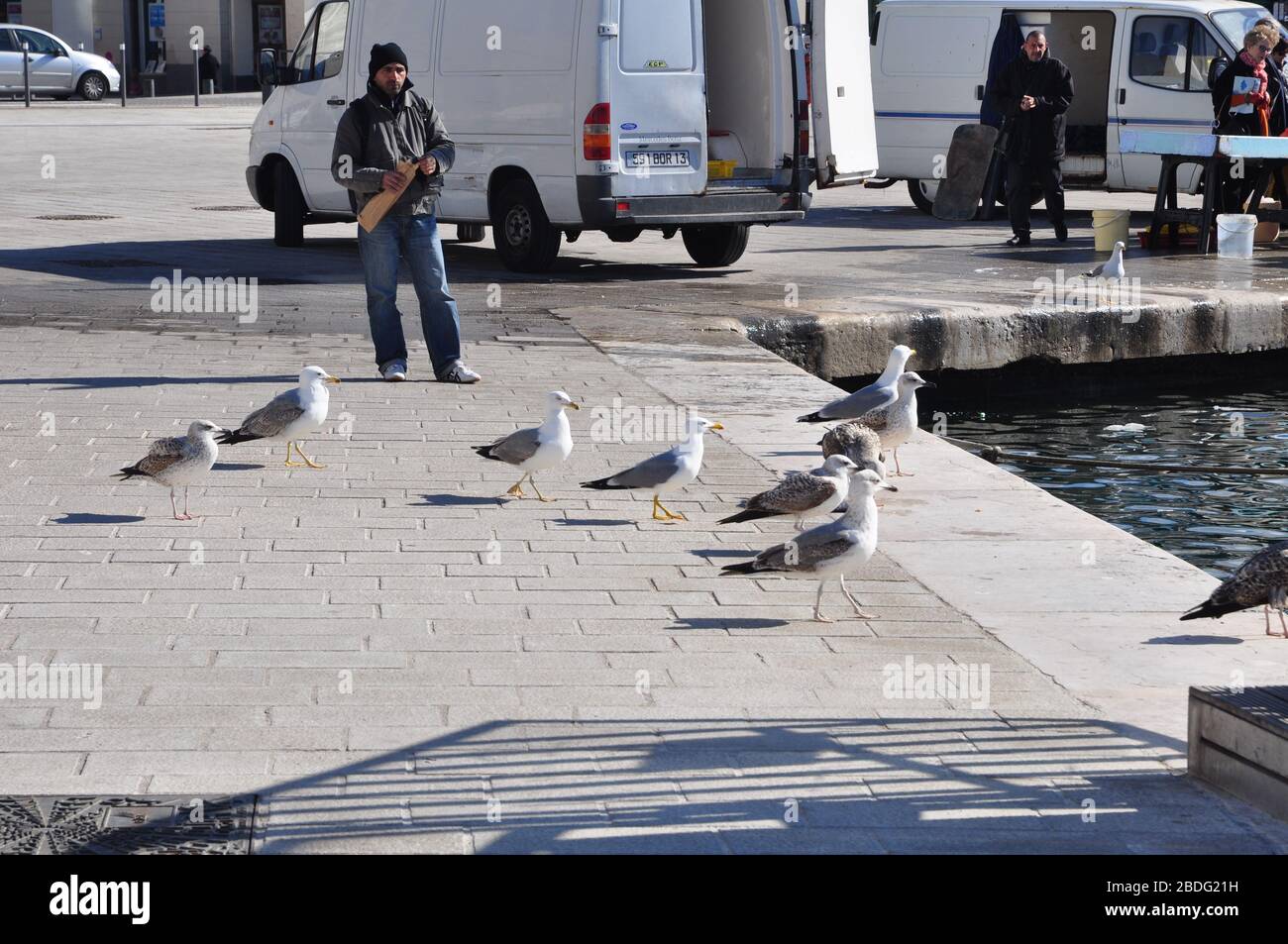 Marseille Seagulls of the pier of the old port Stock Photo - Alamy