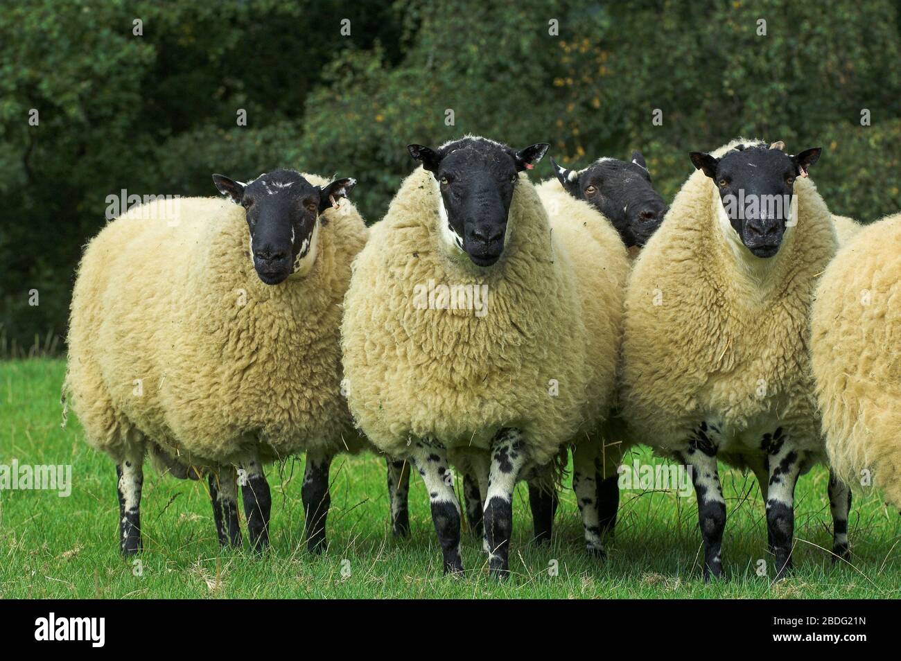 Native welsh hi-res stock photography and images - Alamy